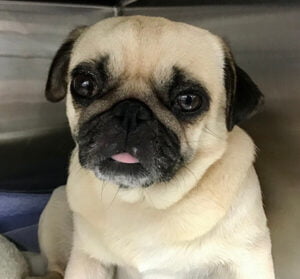 Veterinarian in Mira Loma, CA | Trusted Vet | Local Animal Hospital